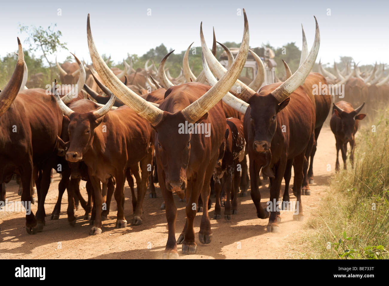 Ankole cattle hi-res stock photography and images - Alamy