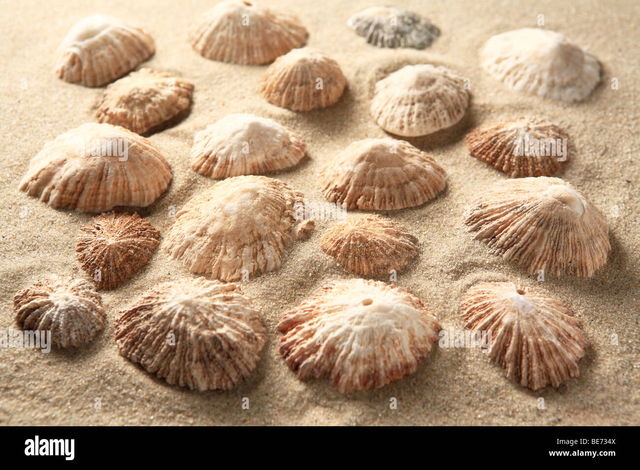 Shells in sand Stock Photo - Alamy