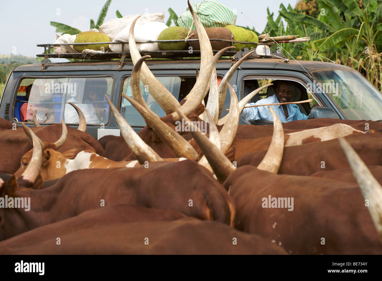African Cattle Cows Cow Herd High Resolution Stock Photography and ...