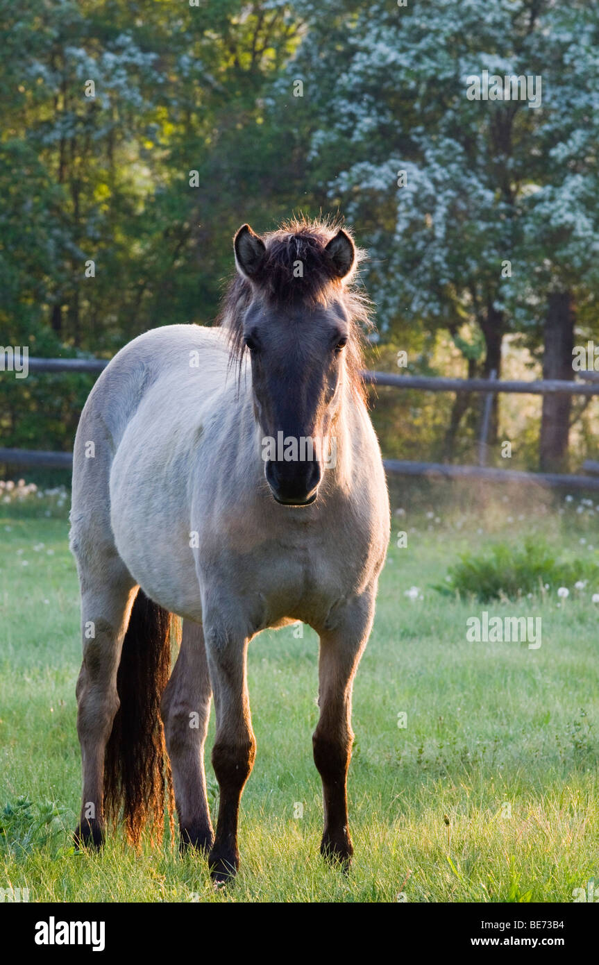 Konik horse hi-res stock photography and images - Alamy