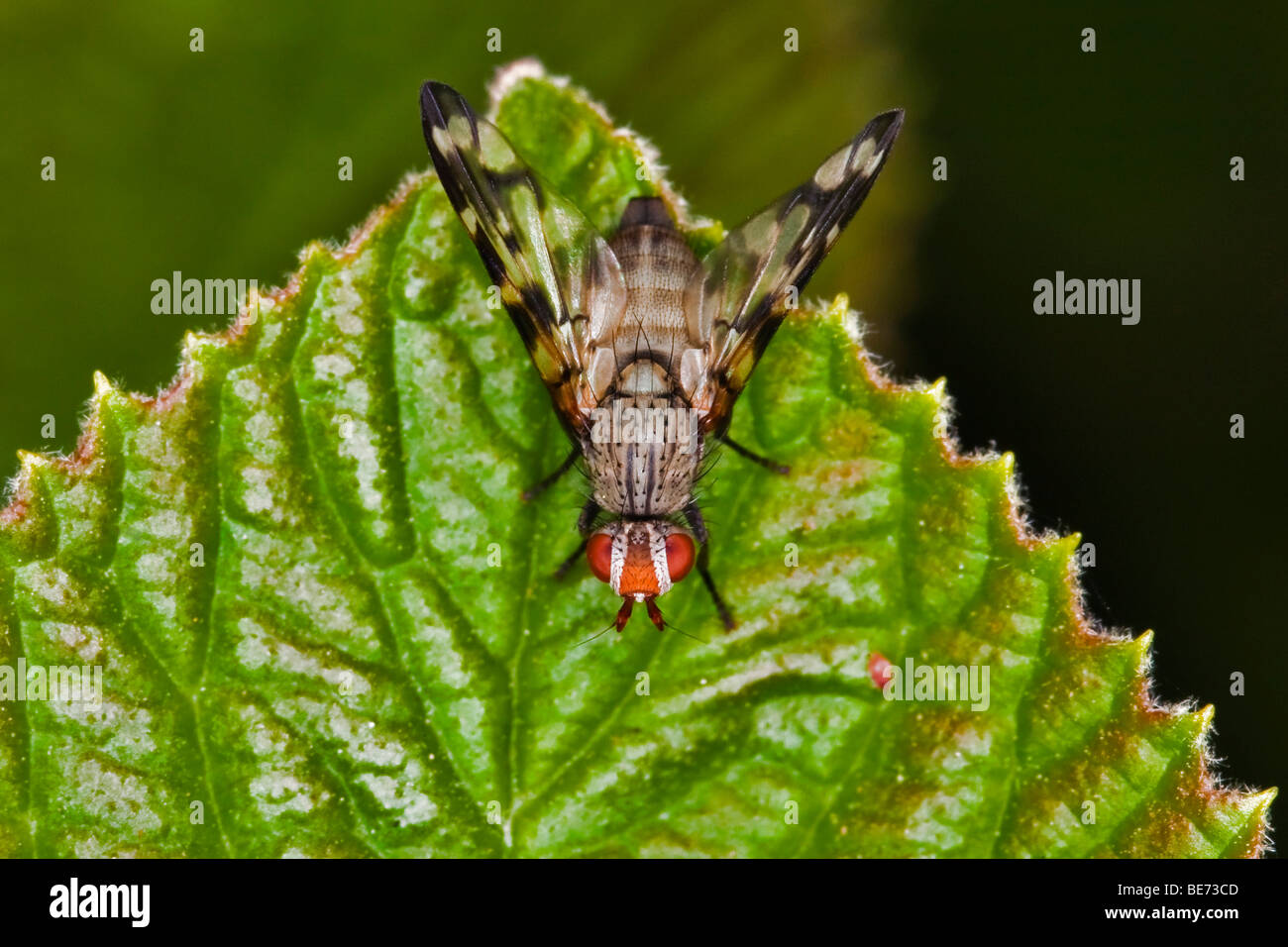 Order diptera hi-res stock photography and images - Alamy
