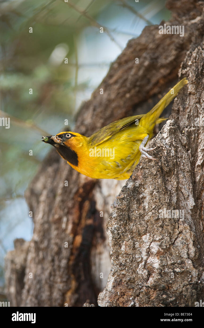 Spectacled weaver, Ploceus ocularis, Kruger National Park, South Africa ...