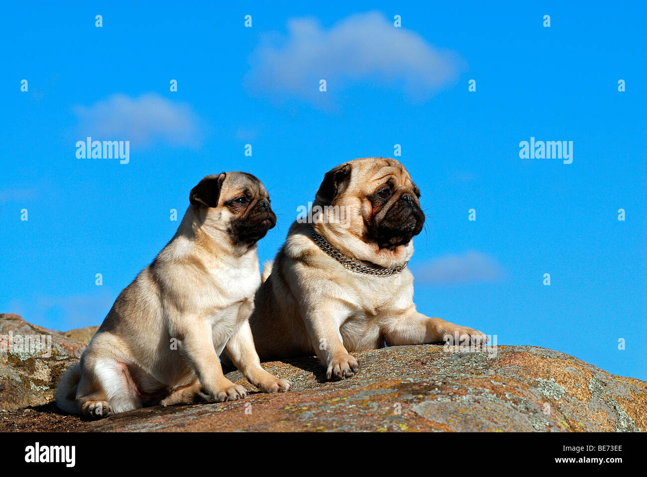 Pugs hi-res stock photography and images - Alamy