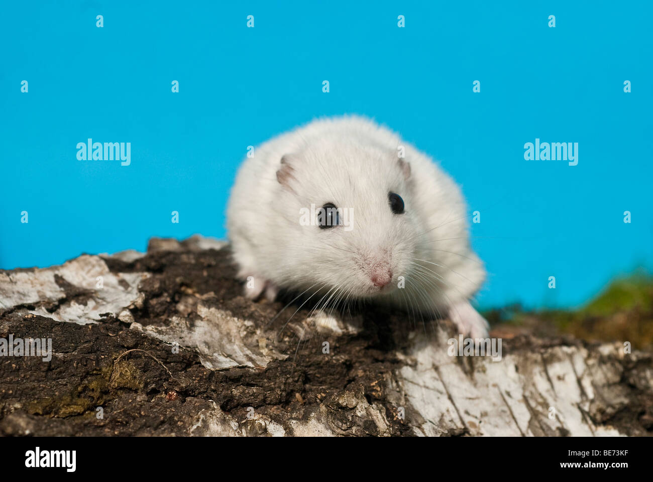 Winter White Russian Dwarf Hamster Stock Photo - Alamy