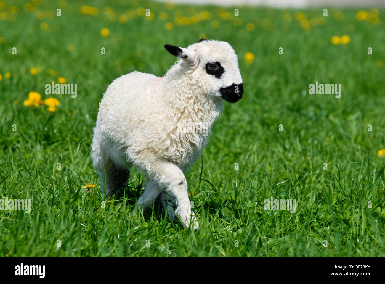 Lamb Stock Photos & Lamb Stock Images - Alamy