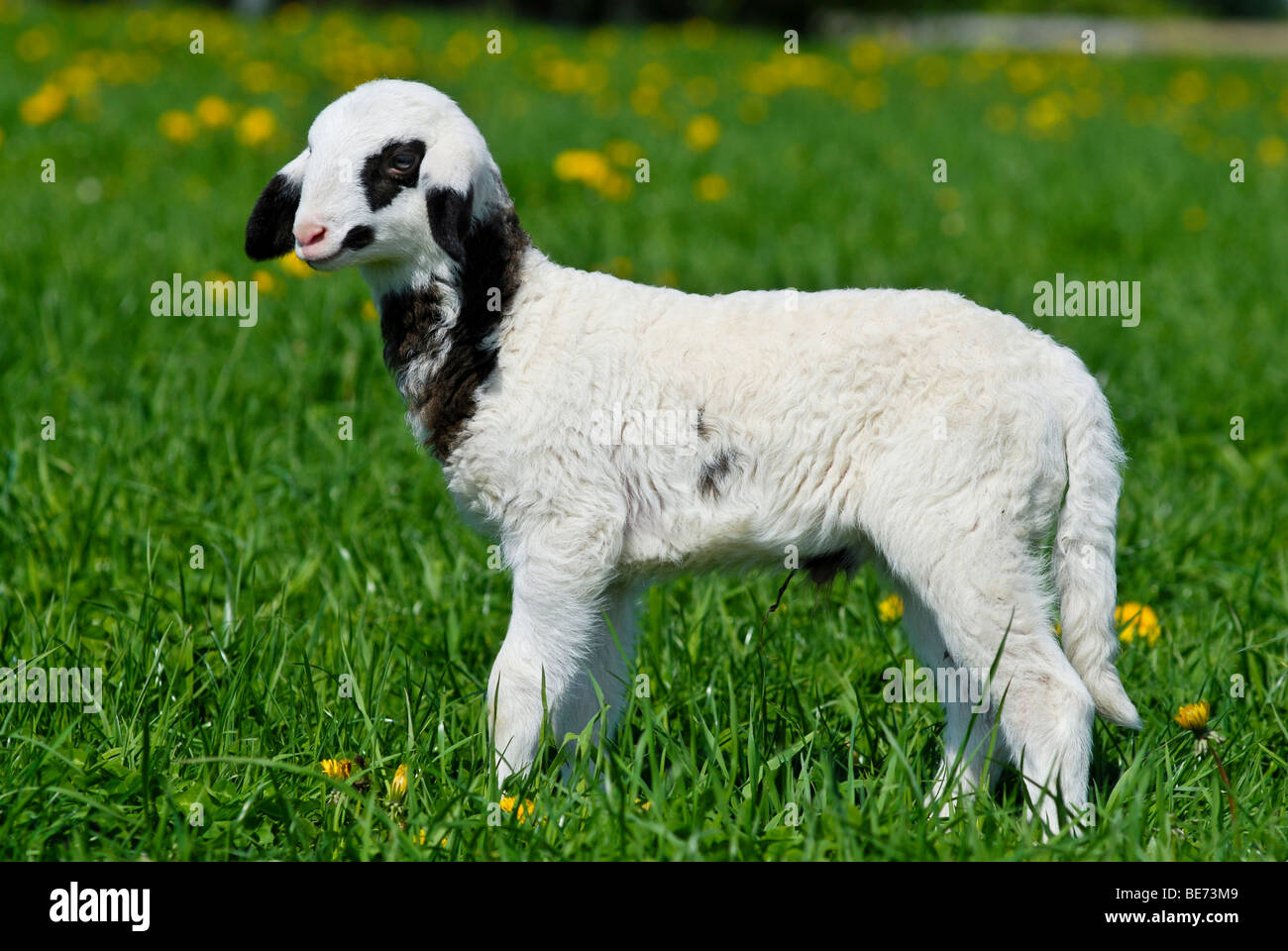 Osterlammer hi-res stock photography and images - Alamy