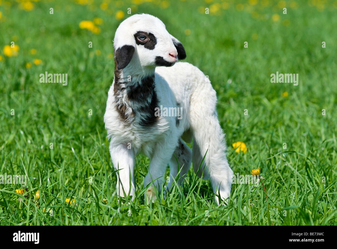 Picture of lamb hi-res stock photography and images - Alamy