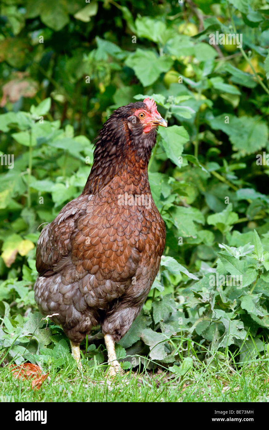 Fowl hi-res stock photography and images - Alamy