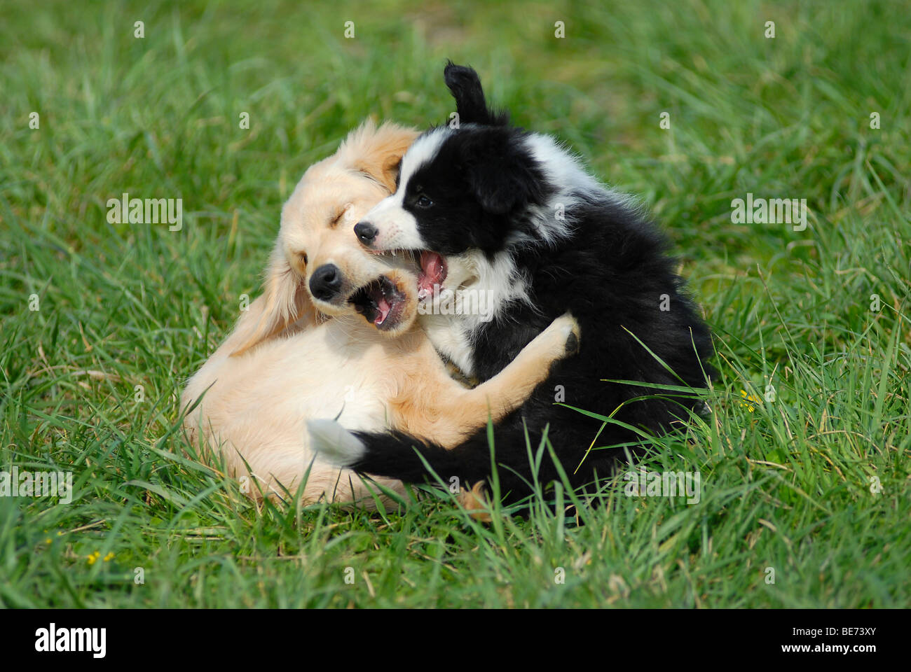 Border Collie puppy playing with a hybrid puppy Stock Photo - Alamy