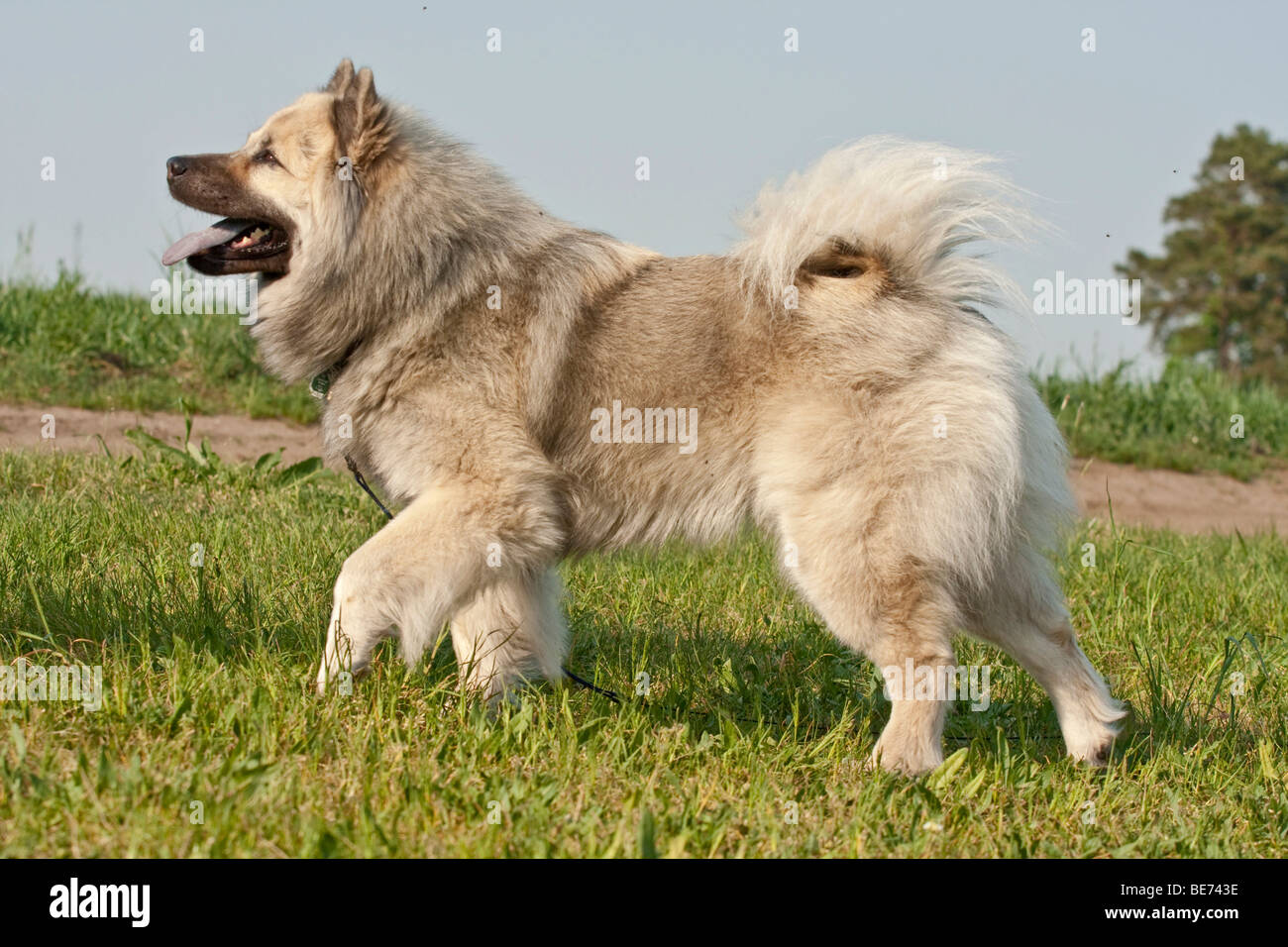 Dog side view hi-res stock photography and images - Alamy
