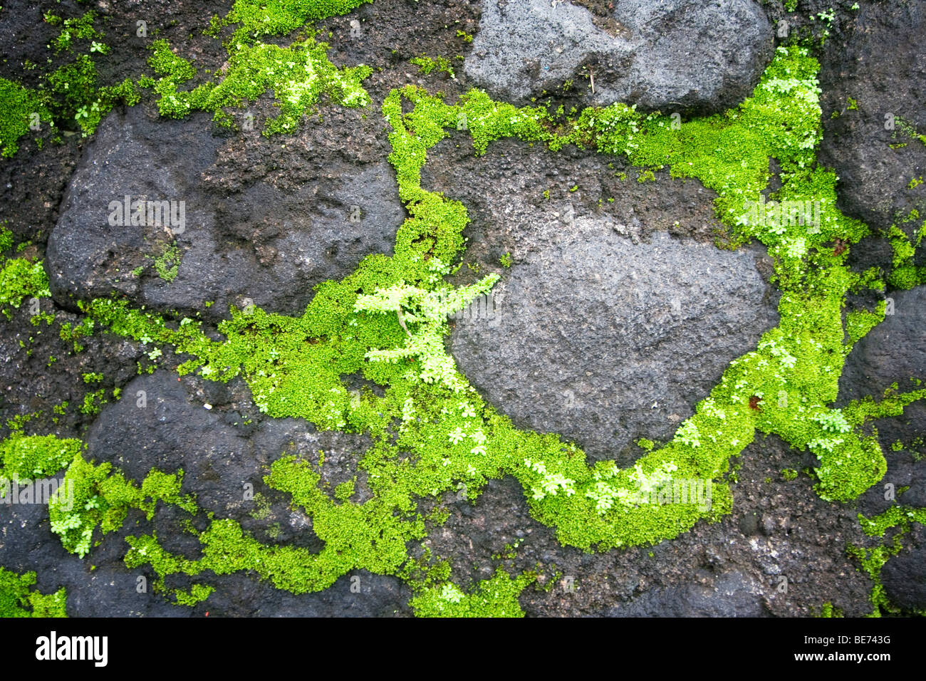 Fungi growing on rocks hi-res stock photography and images - Alamy