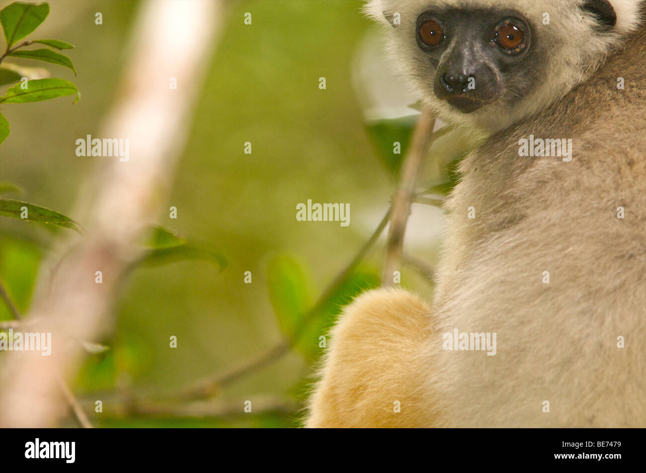 Lemur diadem sifaka hi-res stock photography and images - Alamy