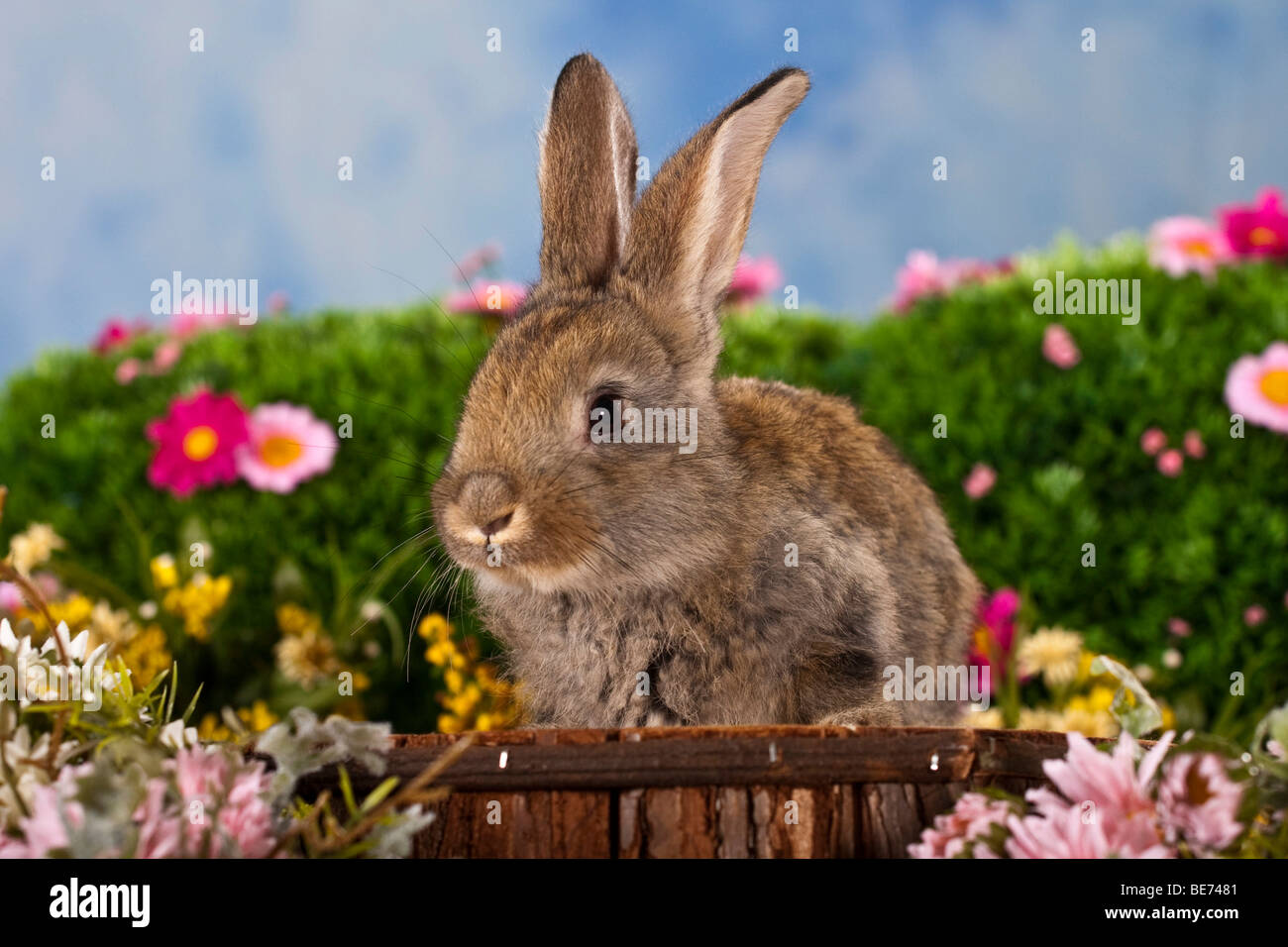 Symbols flowers hi-res stock photography and images - Alamy