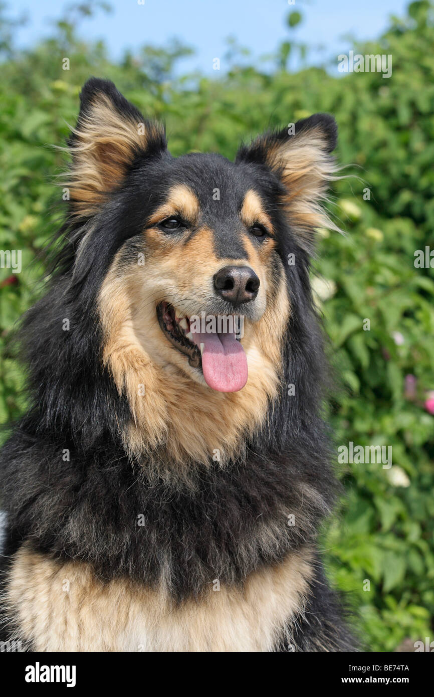 Harzer Fuchs, portrait Stock Photo - Alamy