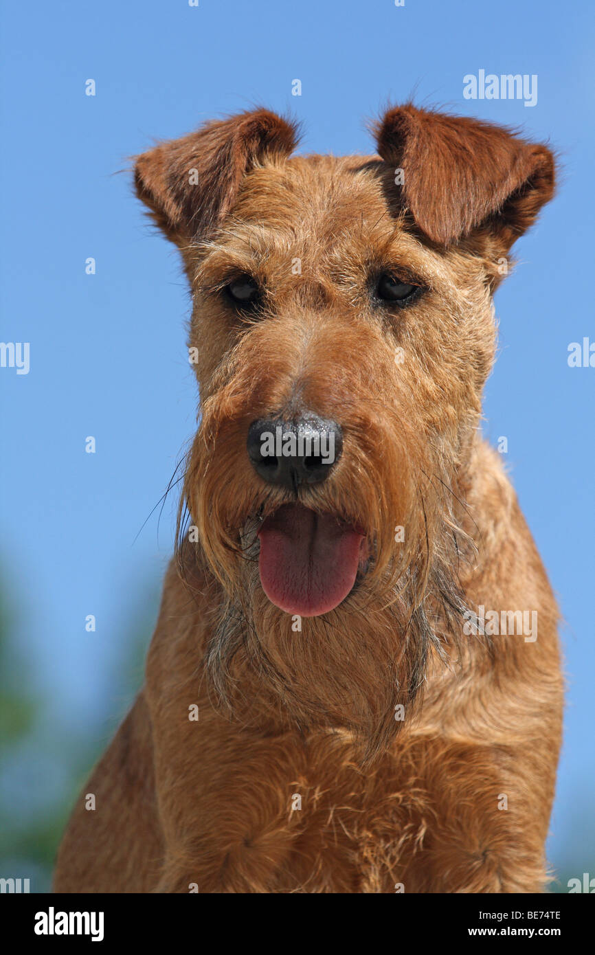 Hund irish terrier hi-res stock photography and images - Alamy