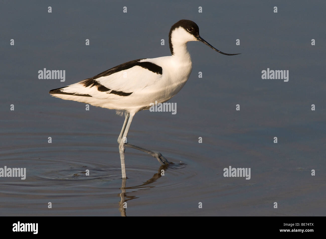 Pied plovers hi-res stock photography and images - Alamy