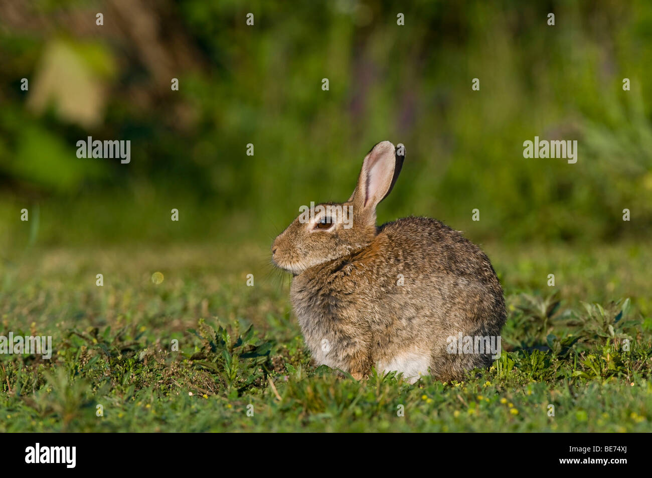 European Rabbit (Oryctolagus cuniculus Stock Photo - Alamy