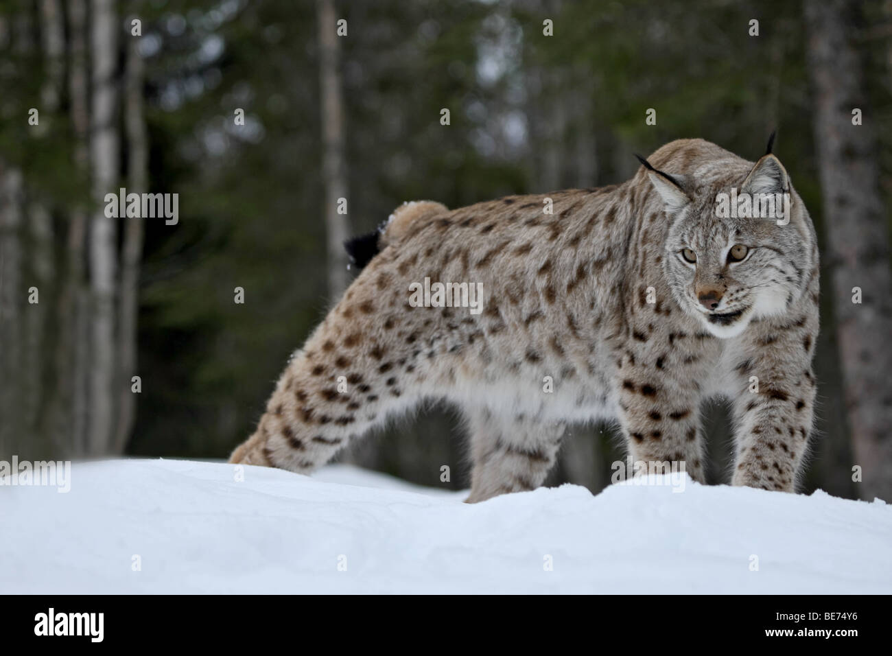 European Lynx Hunt High Resolution Stock Photography and Images - Alamy