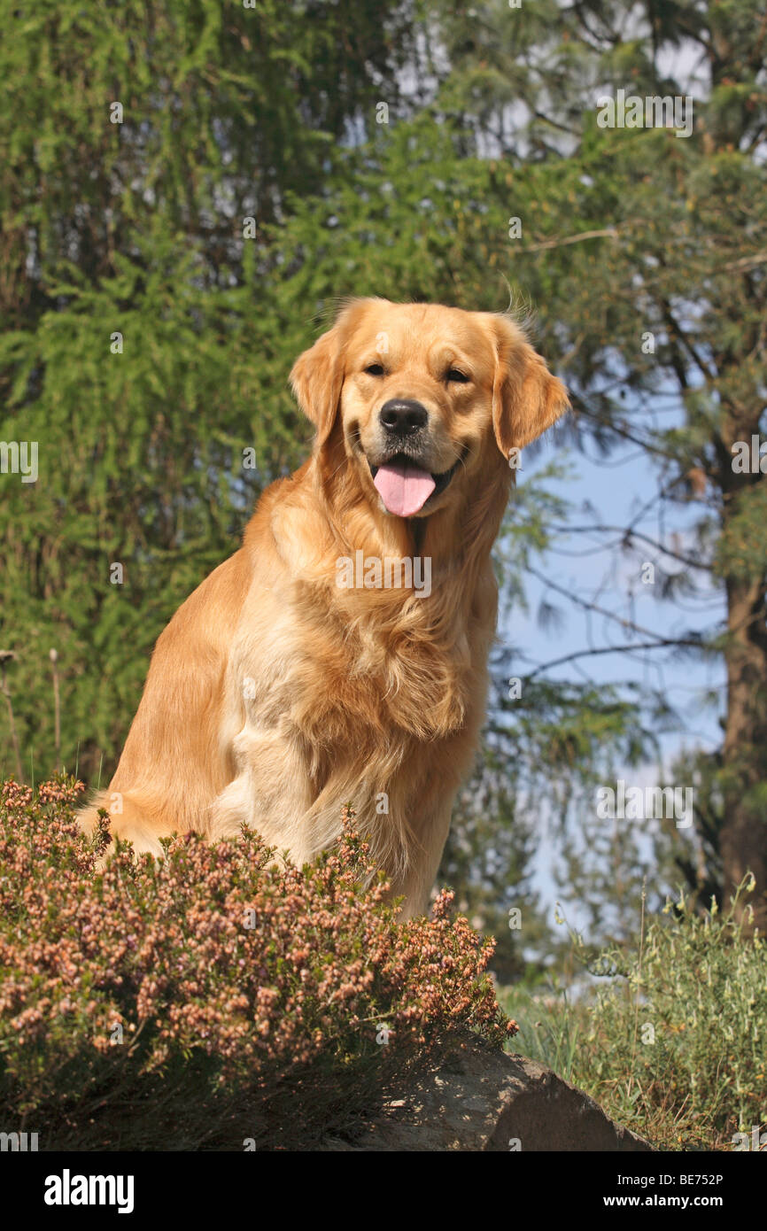 Golden Retriever sitting on a rock next to Erica Heather Stock Photo ...