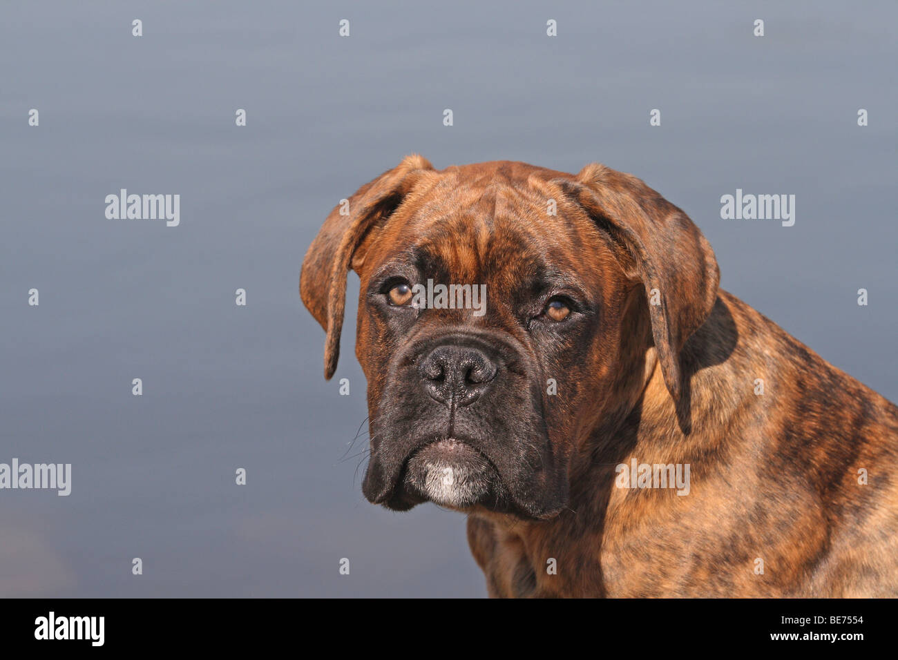 German Boxer, portrait Stock Photo - Alamy