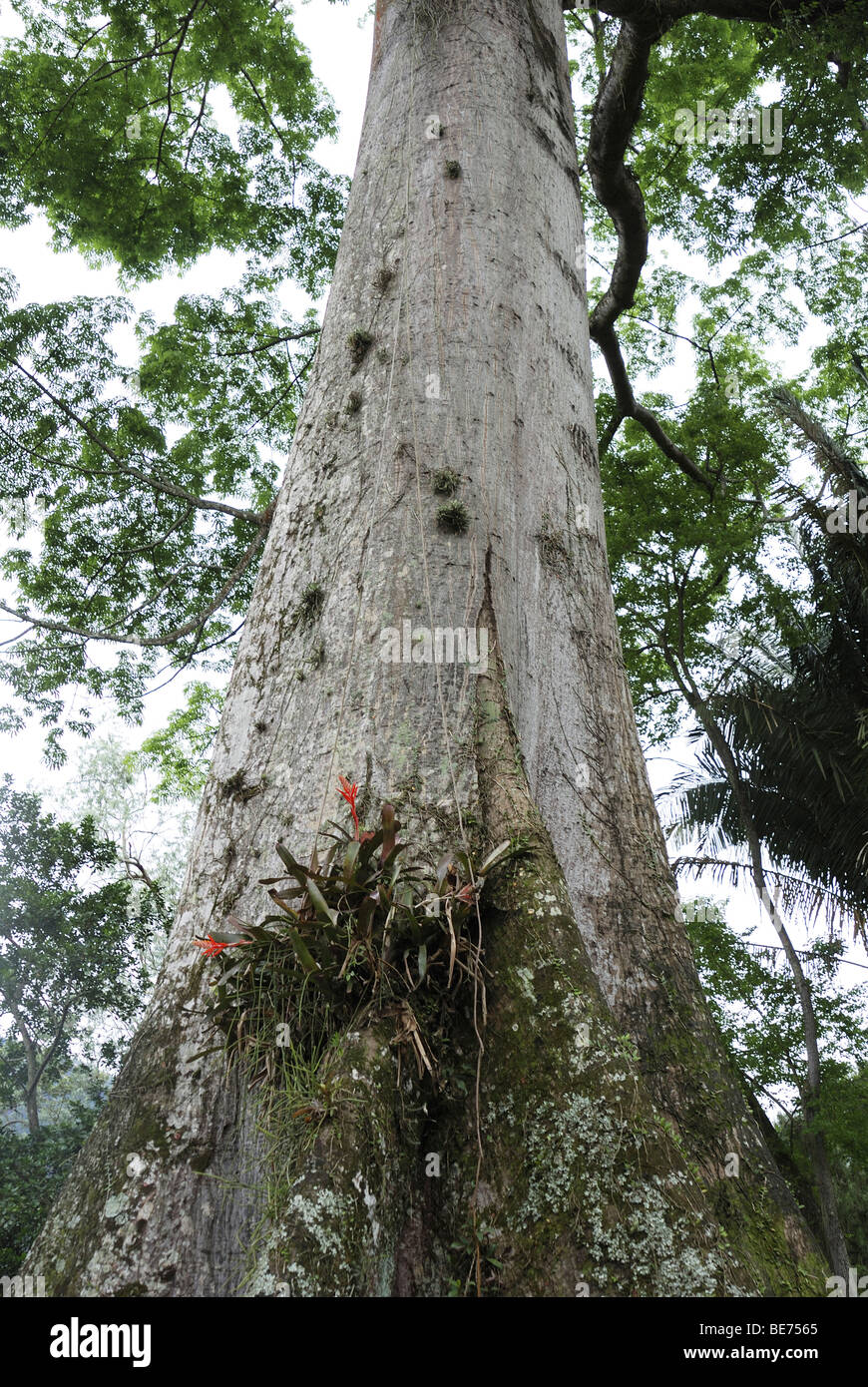 Old tree trunk with bromeliads Stock Photo - Alamy