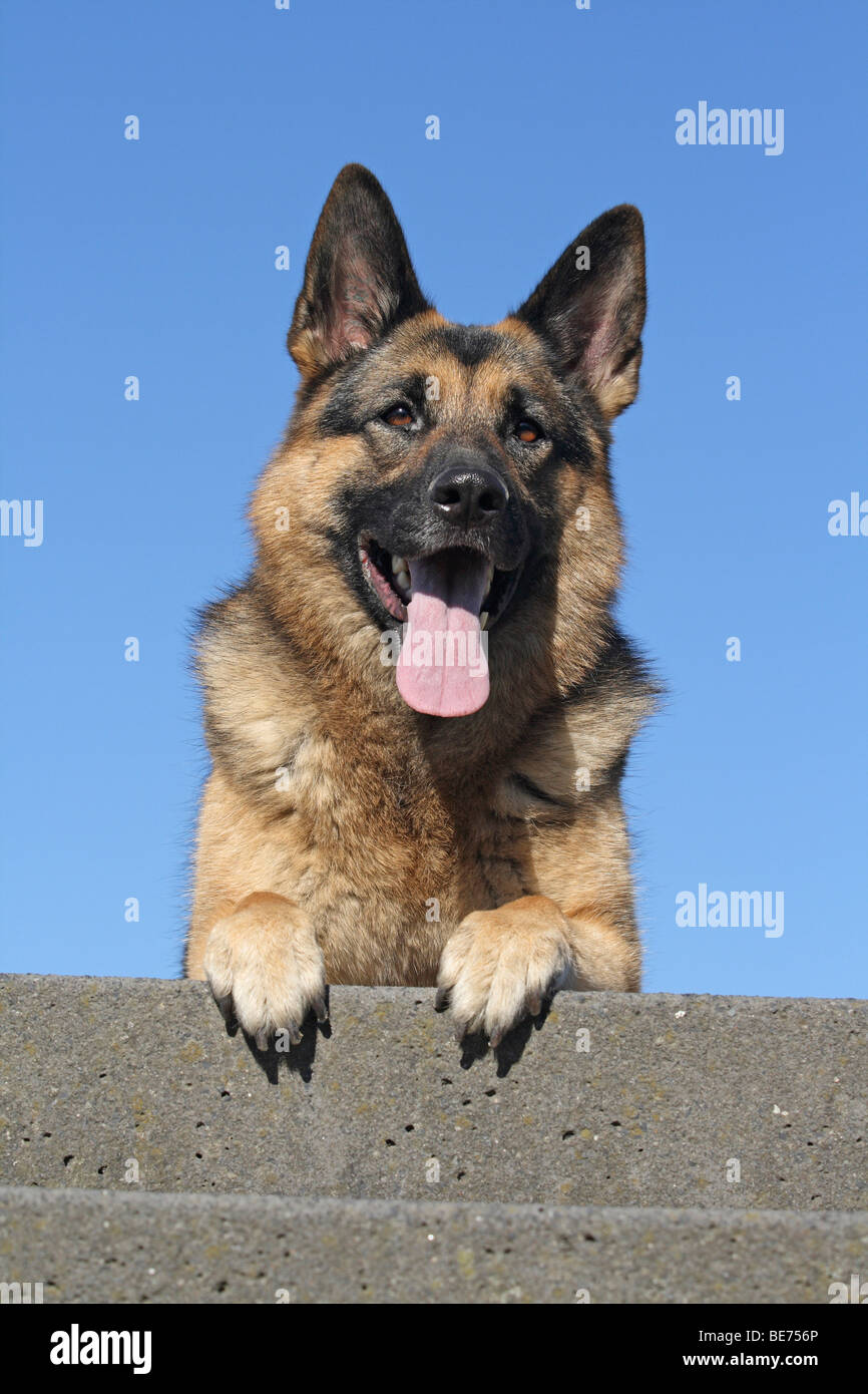 German Shepherd Dog lying on a wall Stock Photo - Alamy