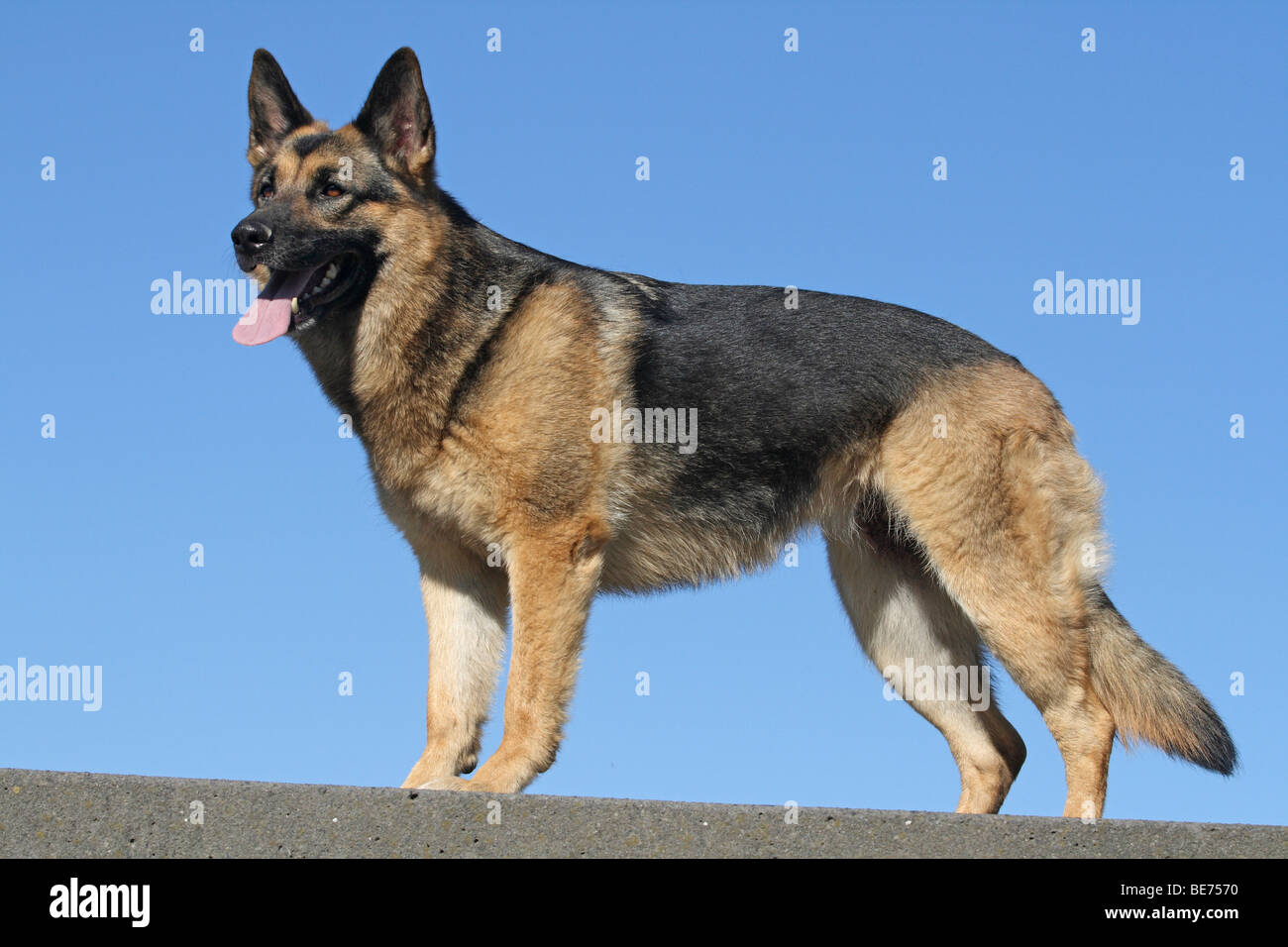 German Shepherd Dog standing on a wall, sideways Stock Photo - Alamy