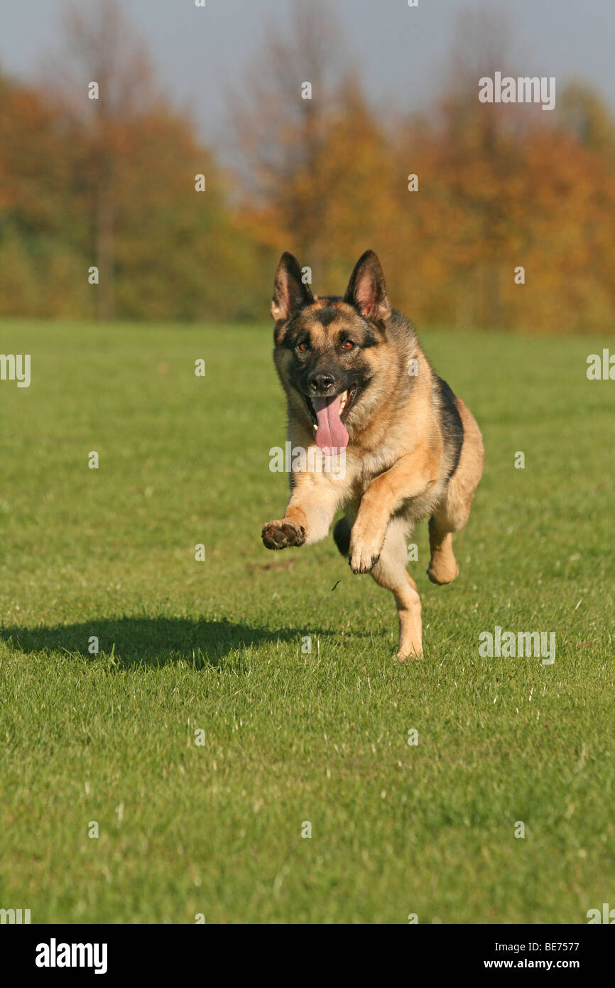 German Shepherd Dog, running across a lawn Stock Photo - Alamy