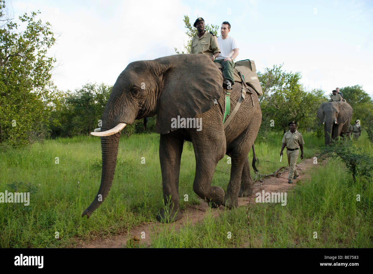 Elephant Back Safari, Kapama Game Reserve, Greater Kruger National Park ...
