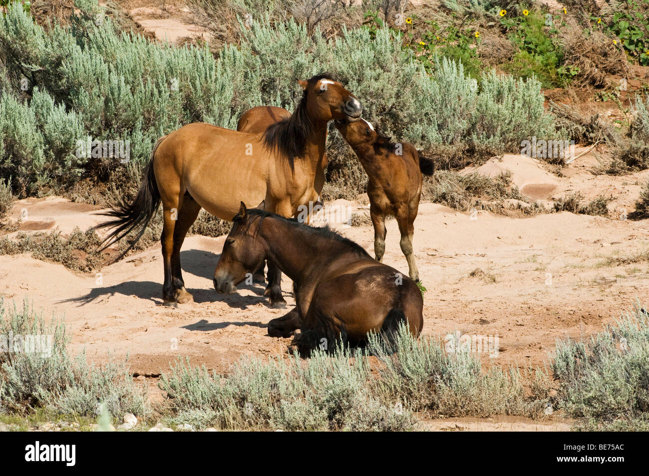 Herd spanish mustangs hi-res stock photography and images - Alamy