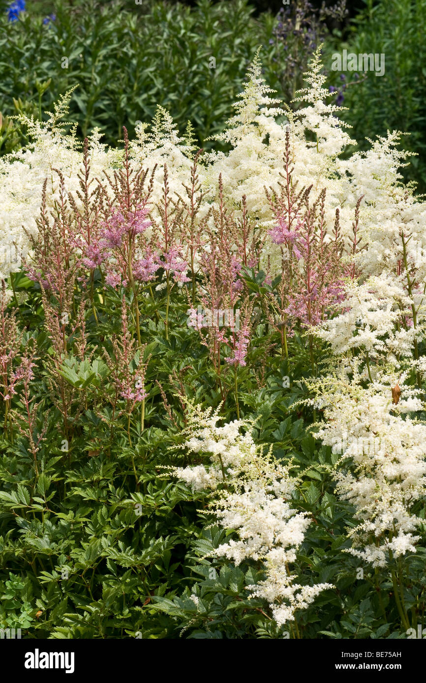 Florist's Spiraea (Astilbe japonica Stock Photo - Alamy