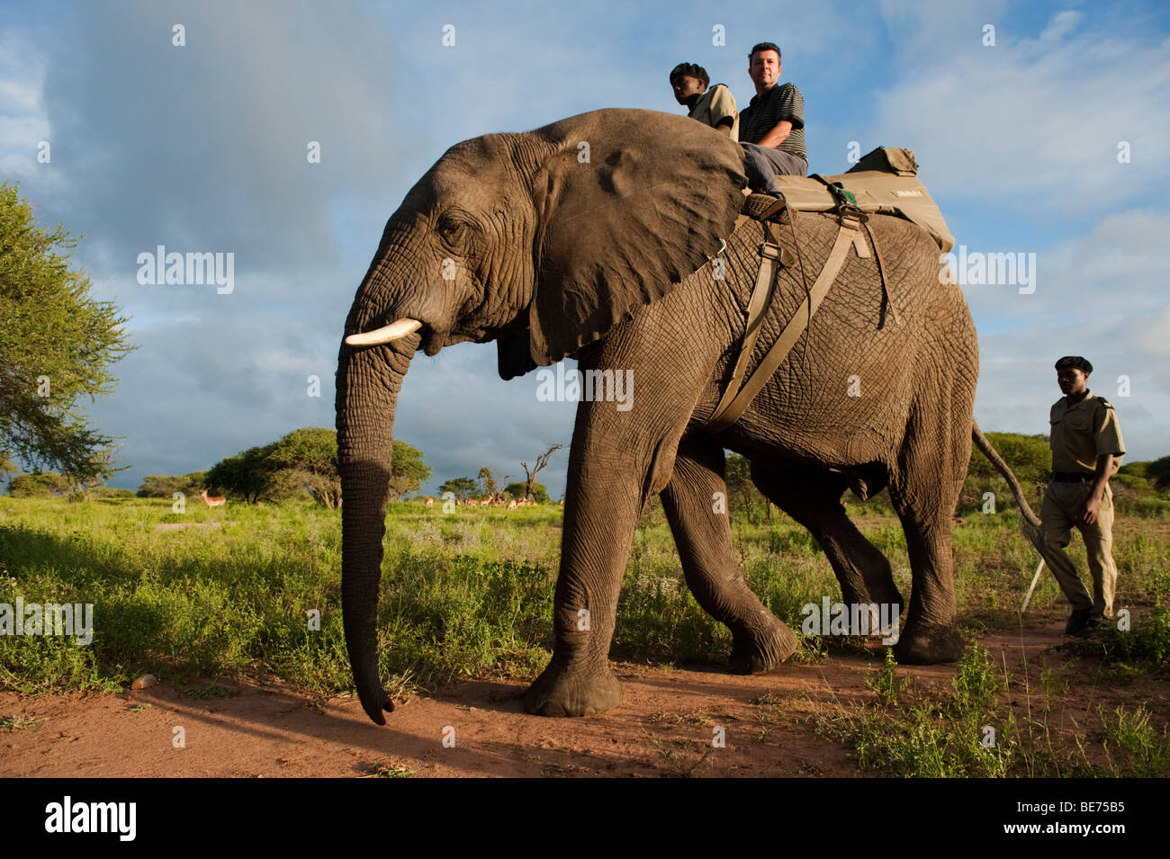 Elephant back hi-res stock photography and images - Alamy