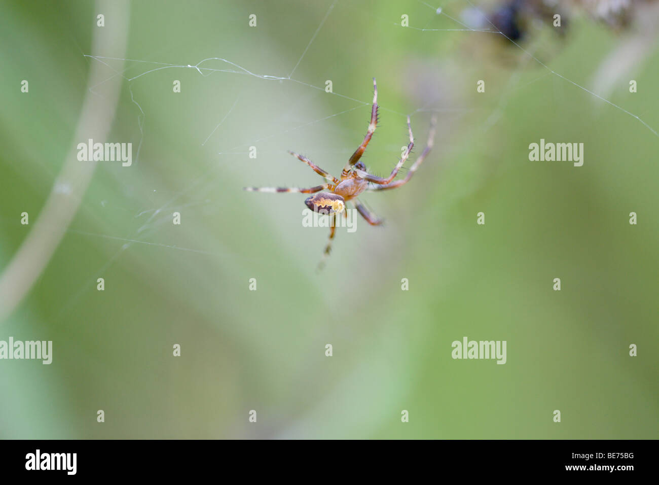 Walnut orb weaver spiders hi-res stock photography and images - Alamy