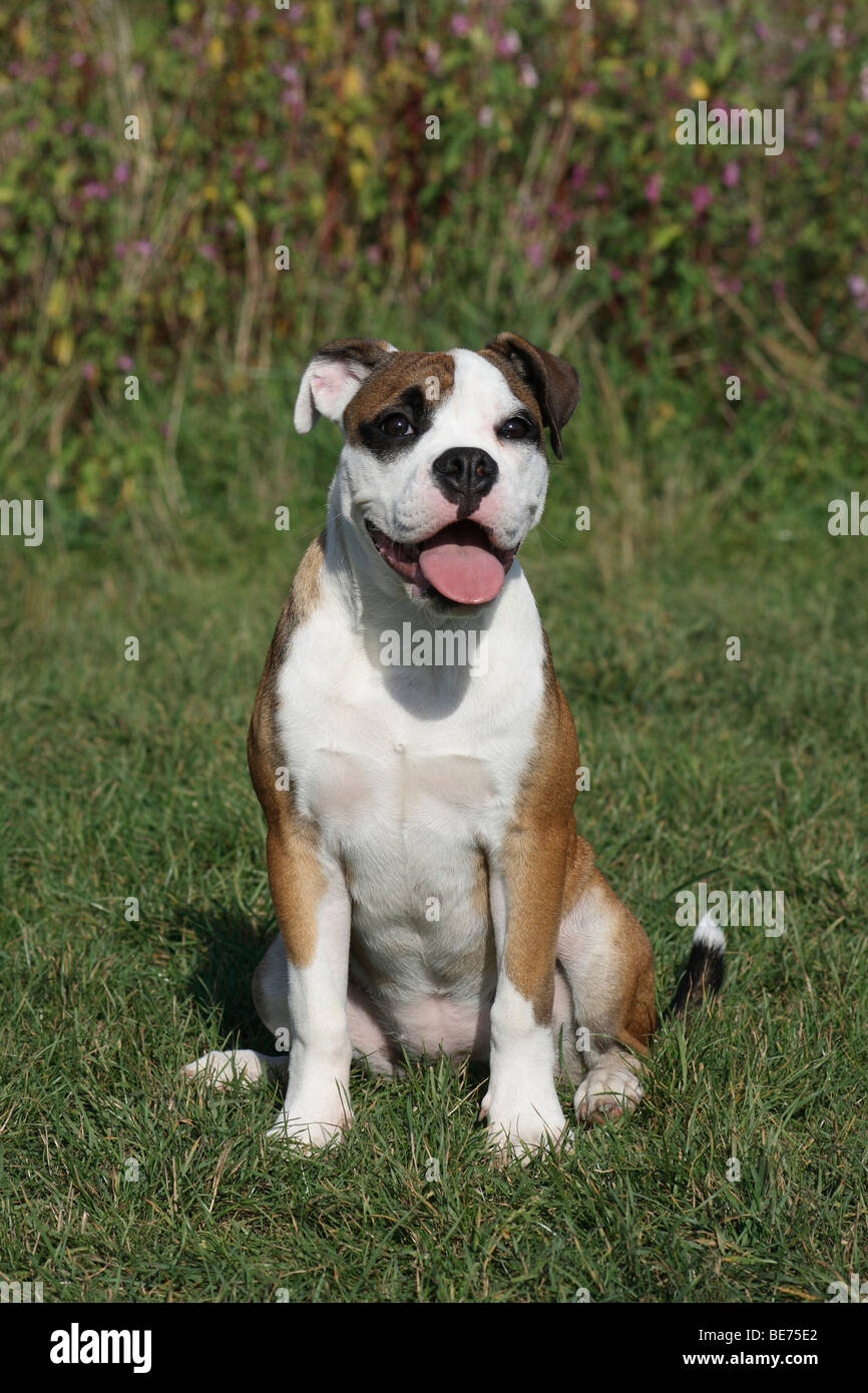 Continental Dog sitting on a meadow Stock Photo - Alamy