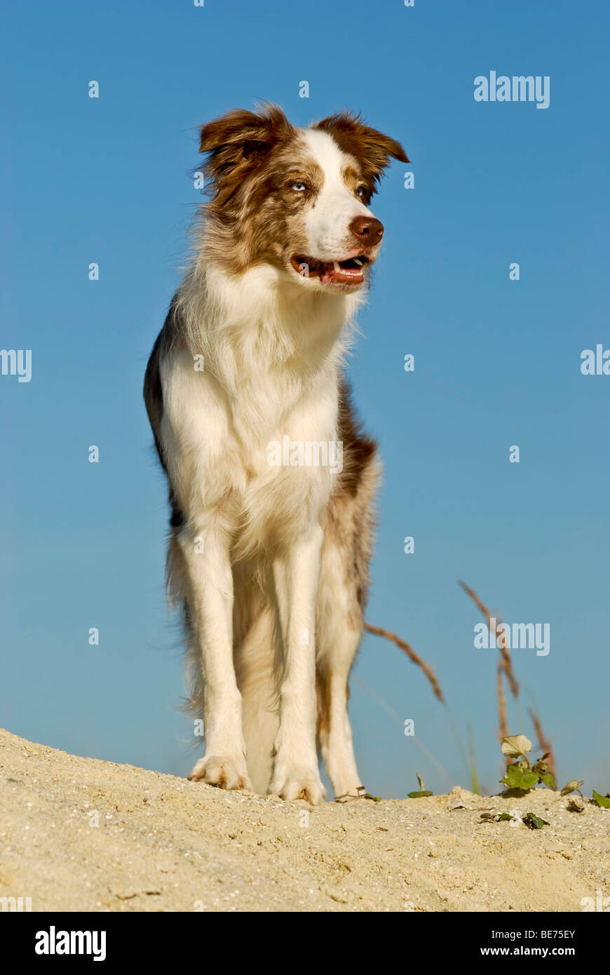 Border Collie standing Stock Photo - Alamy