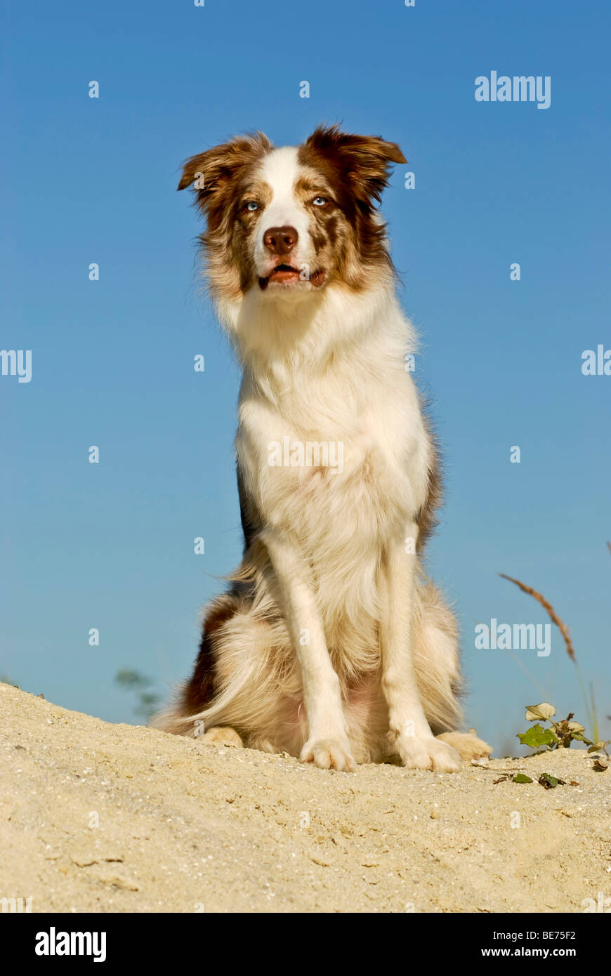 Border Collie sitting Stock Photo - Alamy