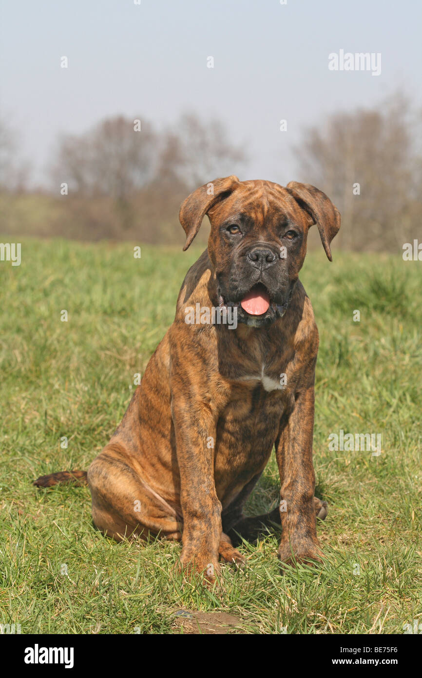 German Boxer, 4 months, sitting on a lawn Stock Photo - Alamy