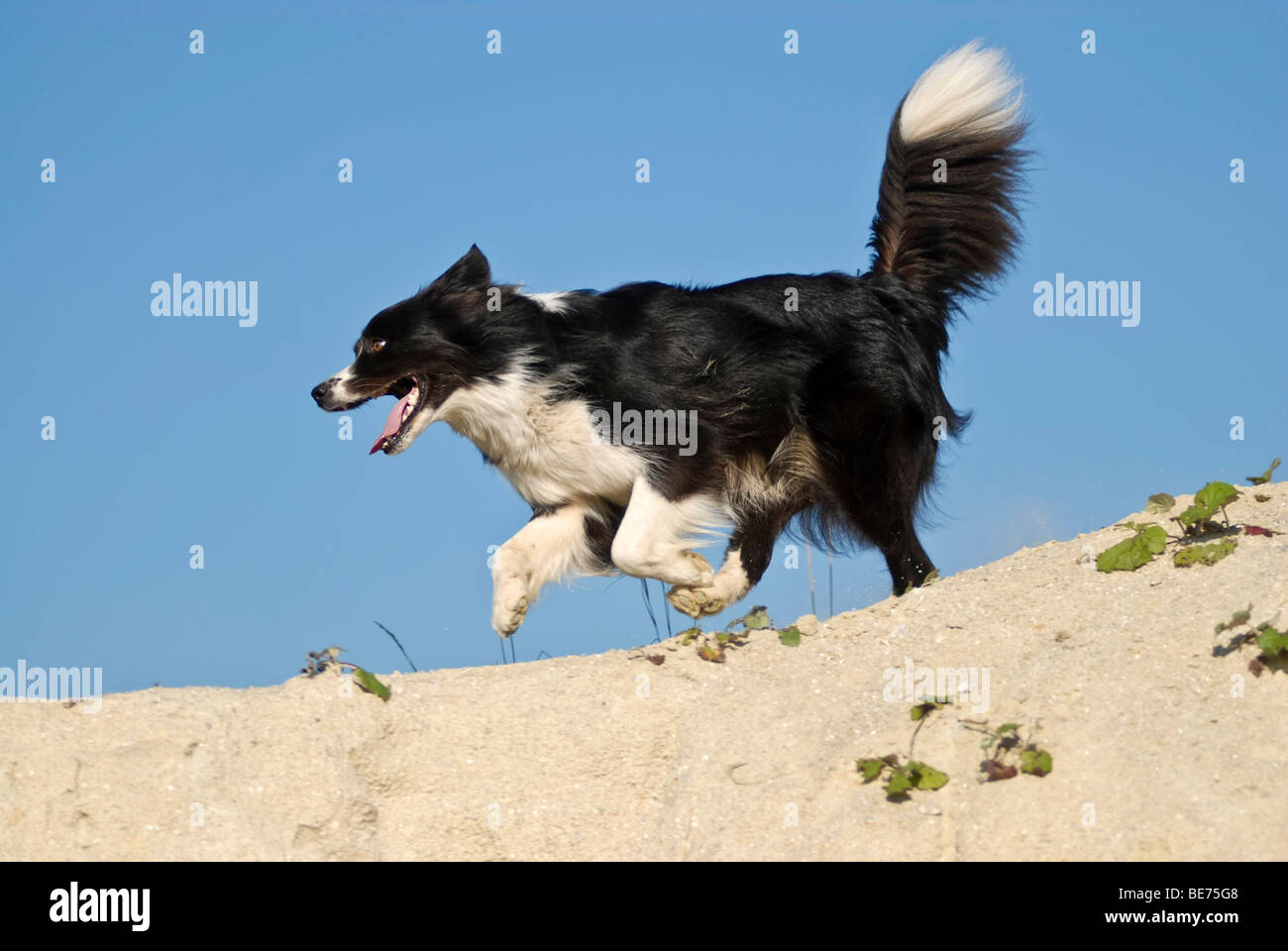 Border Collie running across a heap of sand, ridge Stock Photo - Alamy