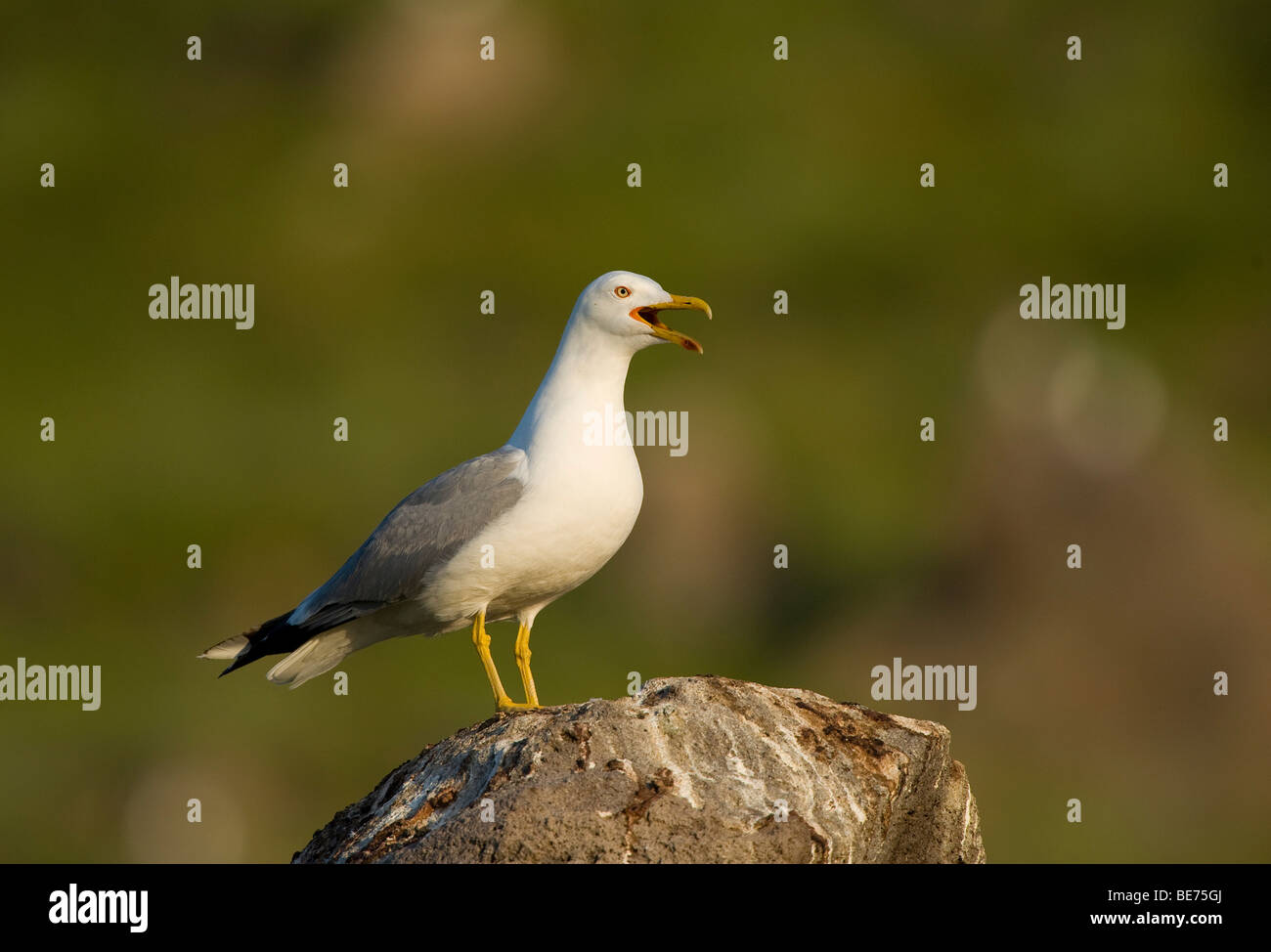 Yellow-legged gull (Larus michahellis Stock Photo - Alamy