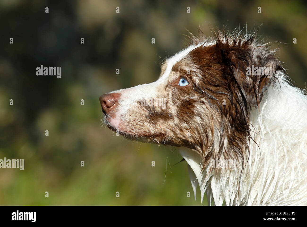 Wet Border Collie Stock Photo - Alamy