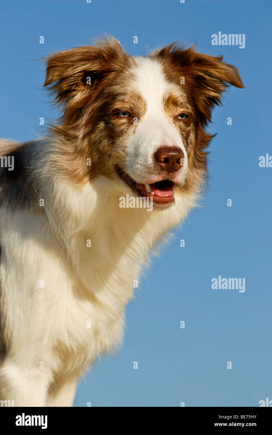 Portrait of a Border Collie Stock Photo - Alamy