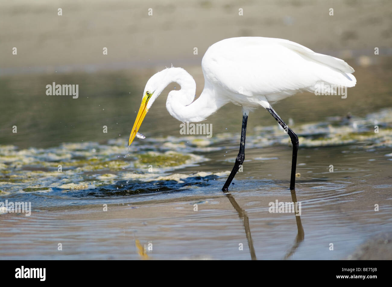 A crane catches a fish in mouth while standing in a ocean pool in ...