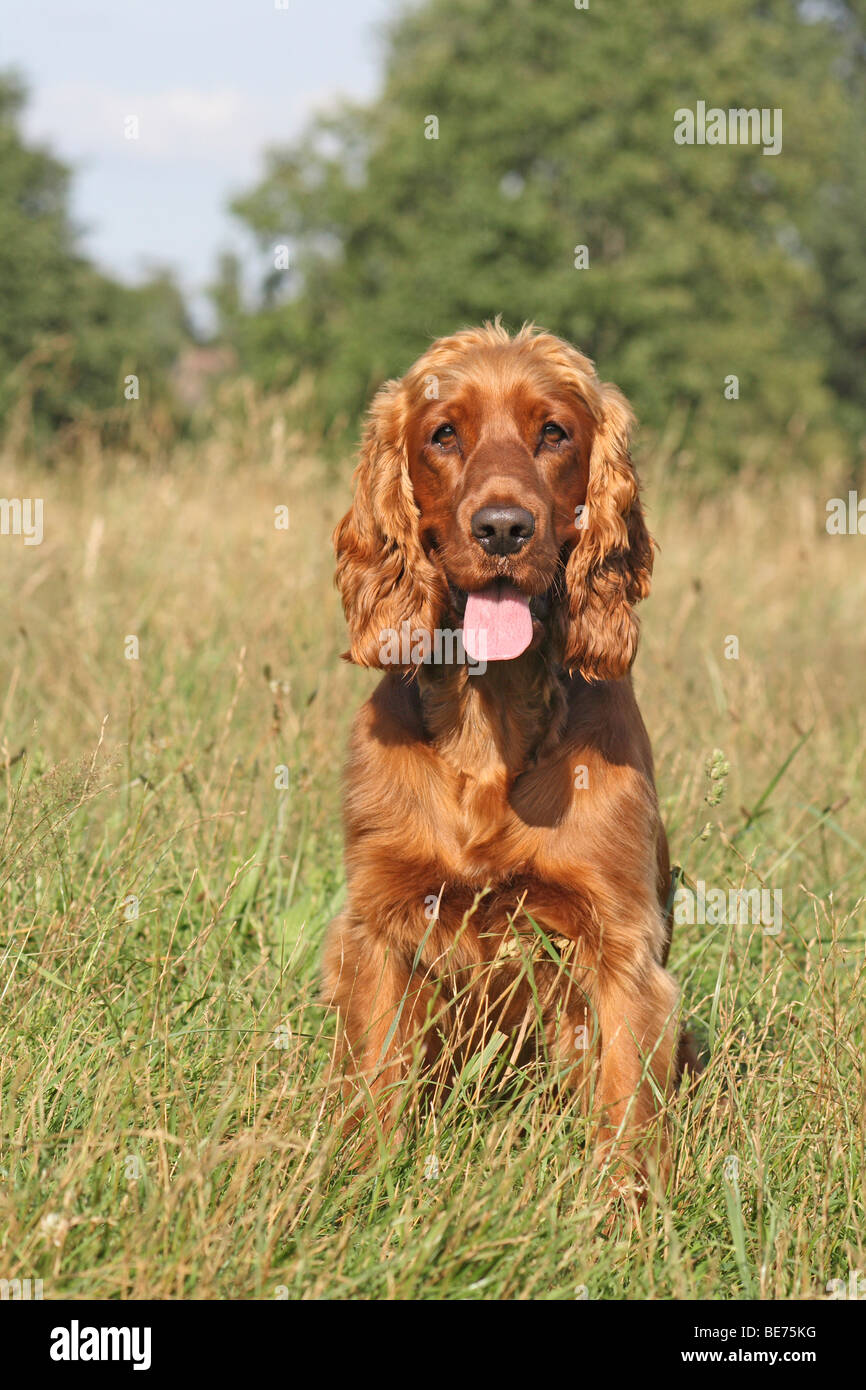 Cocker spaniel sitting hi-res stock photography and images - Alamy