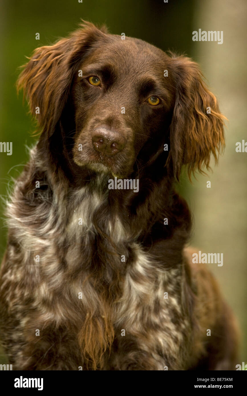 Dog - Small Munsterlander (Kleiner Munsterlander) - Portrait -Wisconsin ...