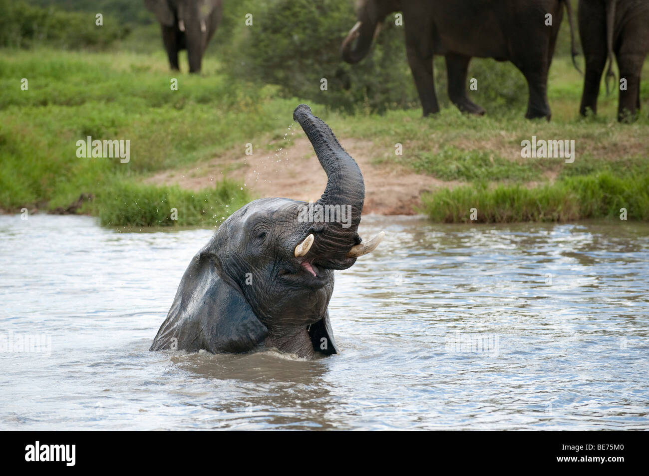 African elephant bathing ( Loxodonta africana africana), Kapama Game ...