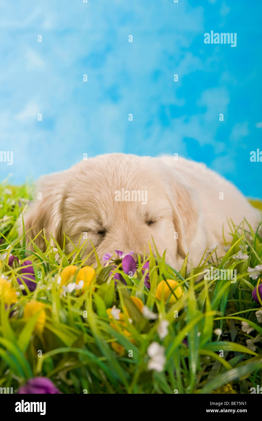 Puppy sleeping flower hi-res stock photography and images - Alamy