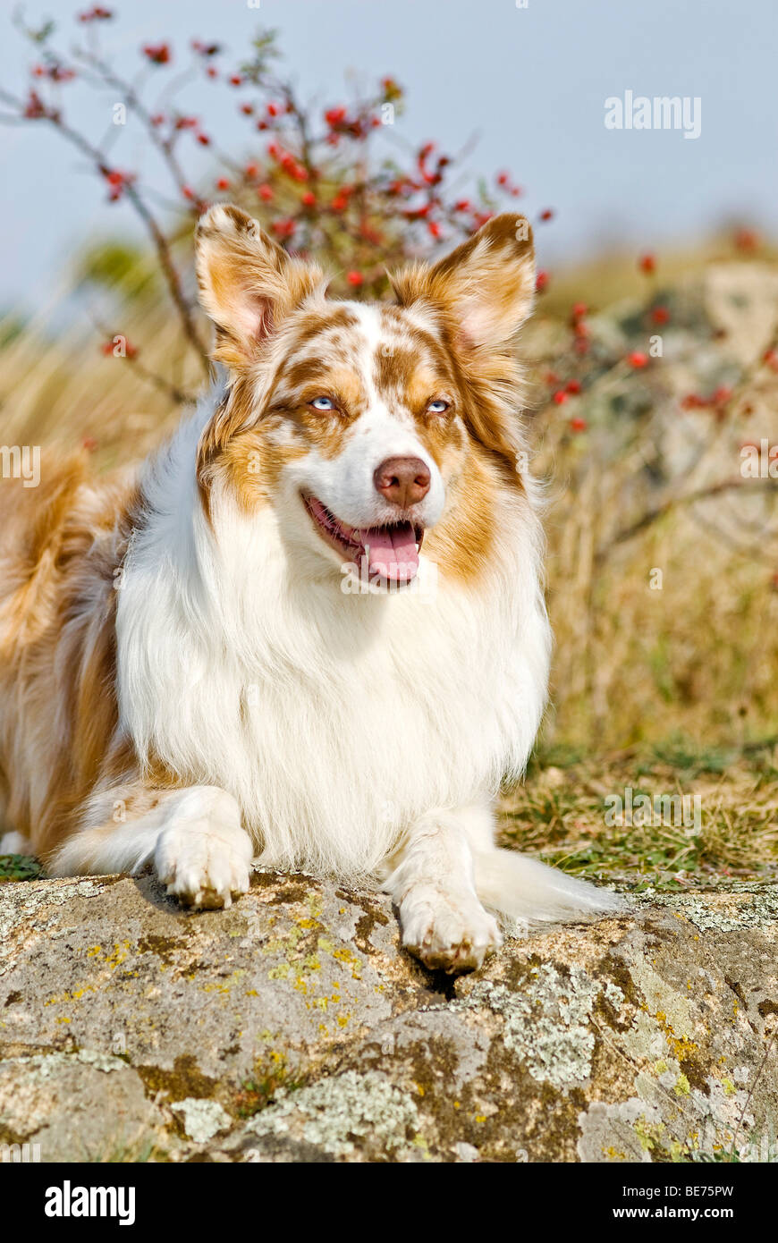 Border Collie lying down Stock Photo - Alamy