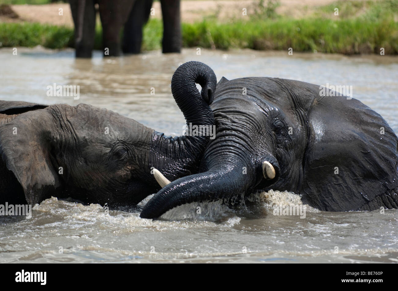 African elephants bathing ( Loxodonta africana africana), Kapama Game ...