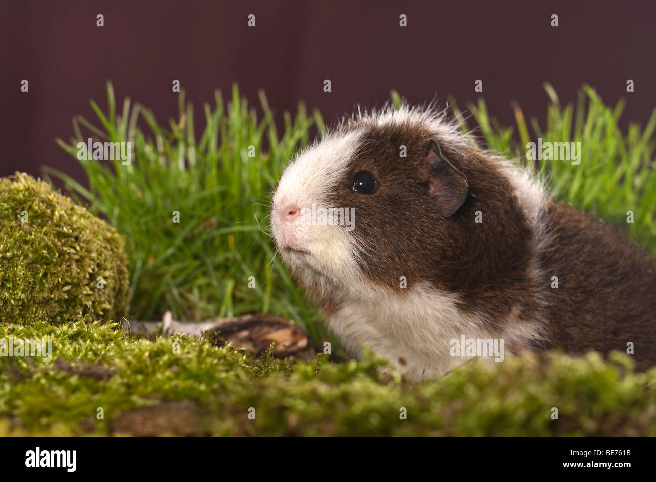 Guinea pig on forest floor Stock Photo - Alamy