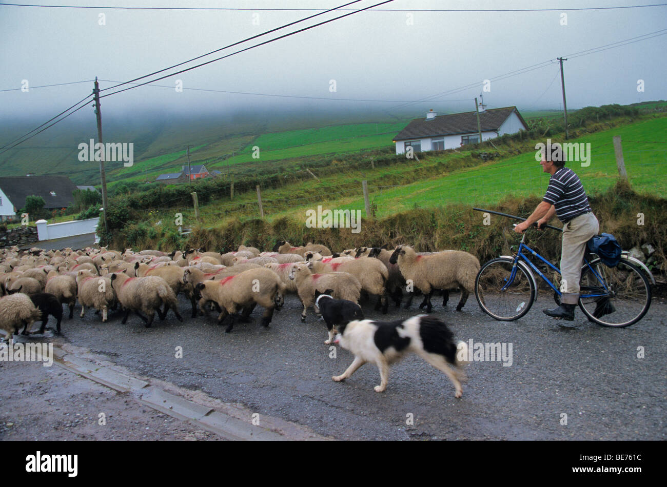 Republic of Ireland, County Kerry, Dingle Peninsula, flock of sheep on ...